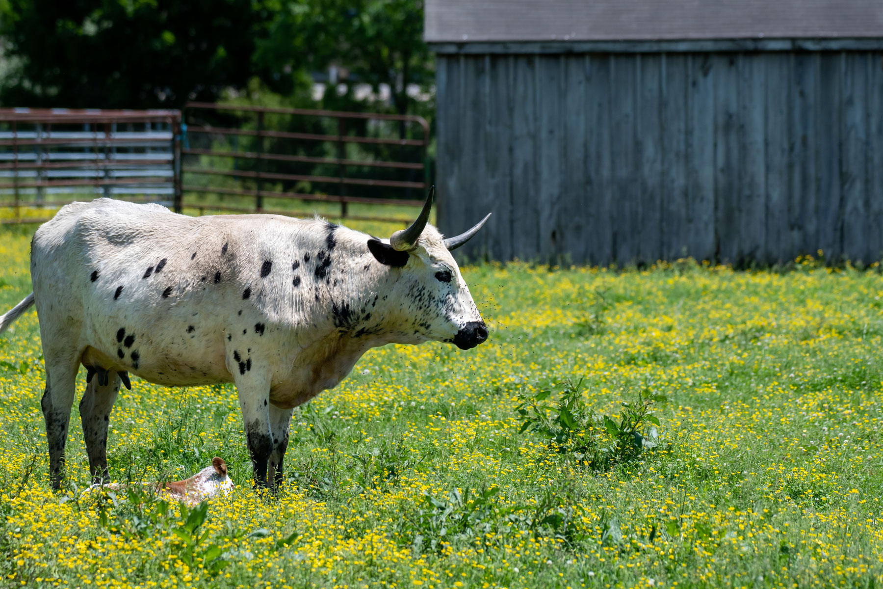 Heritage Livestock Breeds: Why They’re Important – Mother Earth News